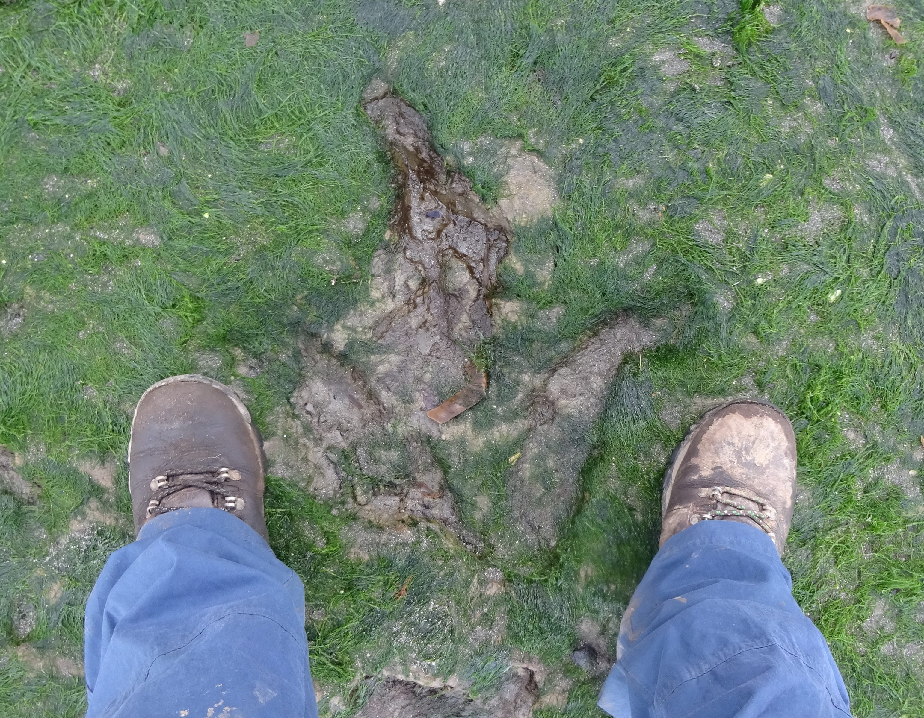 Dinosaur Footprint With My Feet For Reference | Natpacker