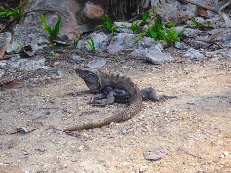 Tulum Ruins - One Of The Best Preserved Coastal Mayan Sites